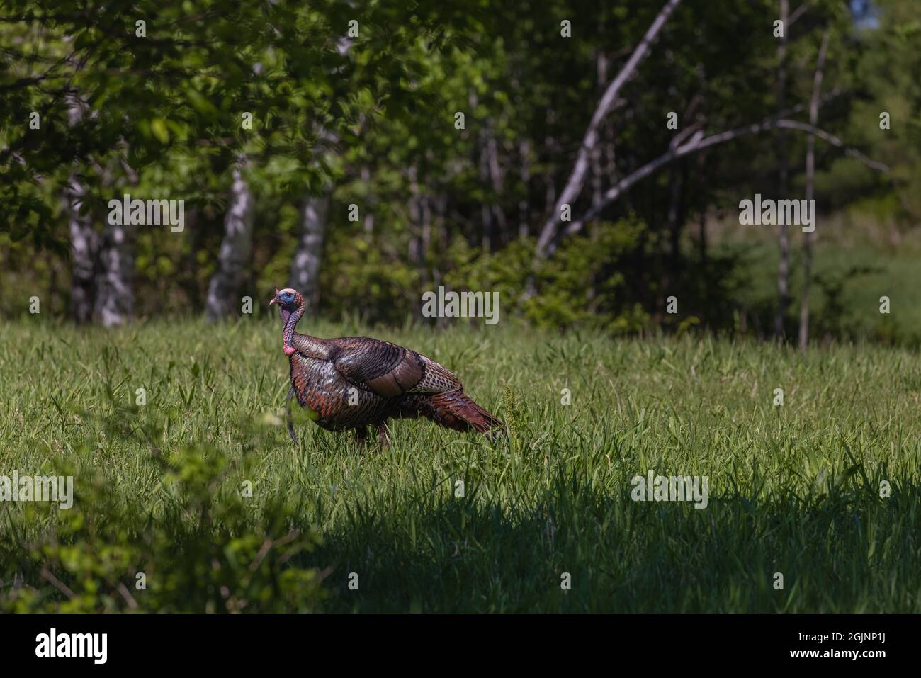 Eastern wild turkey in northern Wisconsin Stock Photo - Alamy