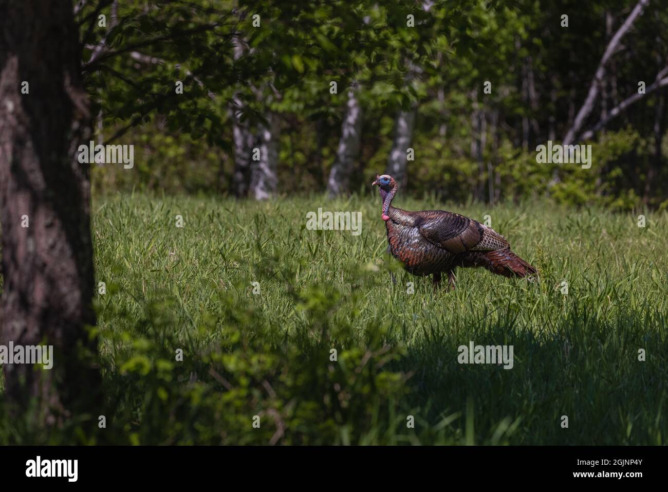 Eastern turkey bird hi-res stock photography and images - Alamy