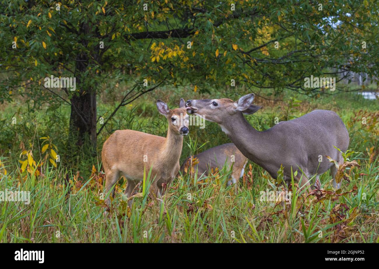 White-tailed doe grooming her fawn under a black cherry tree Stock ...