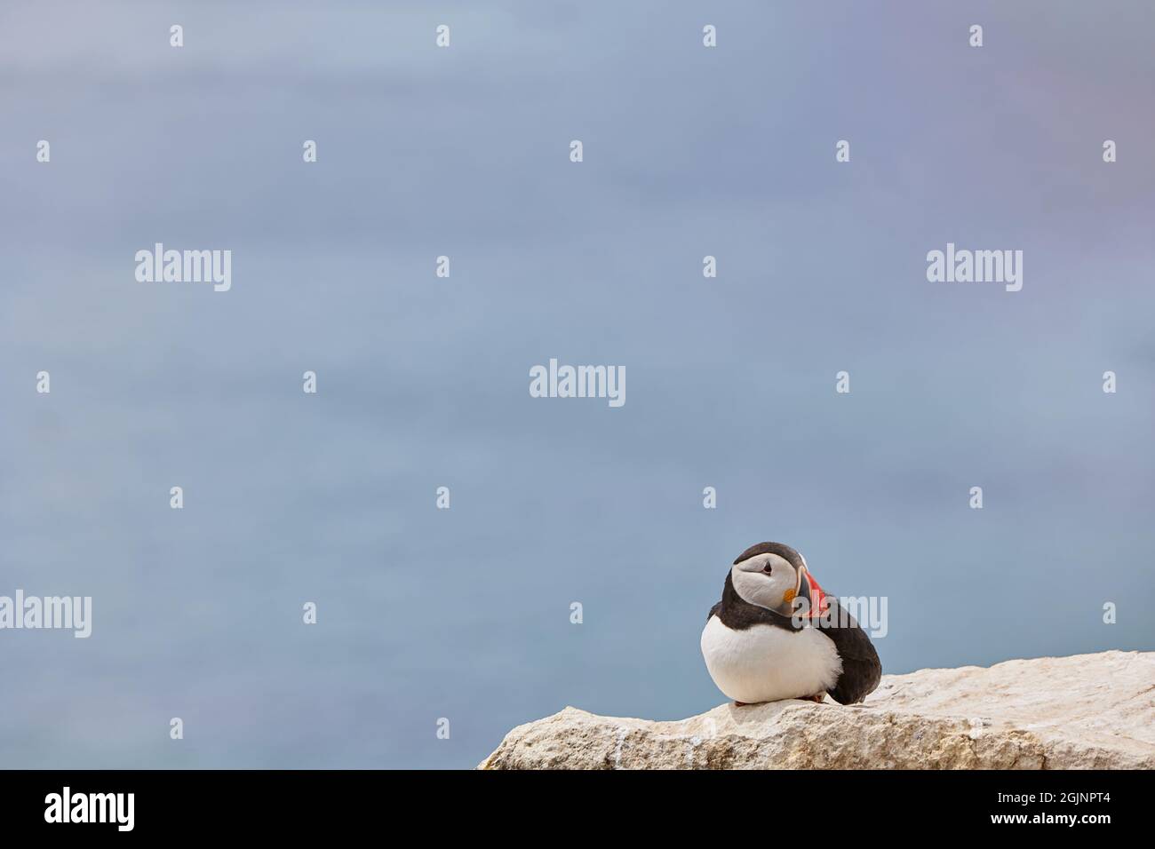 Atlantic Puffins bird or common Puffin in ocean blue background ...