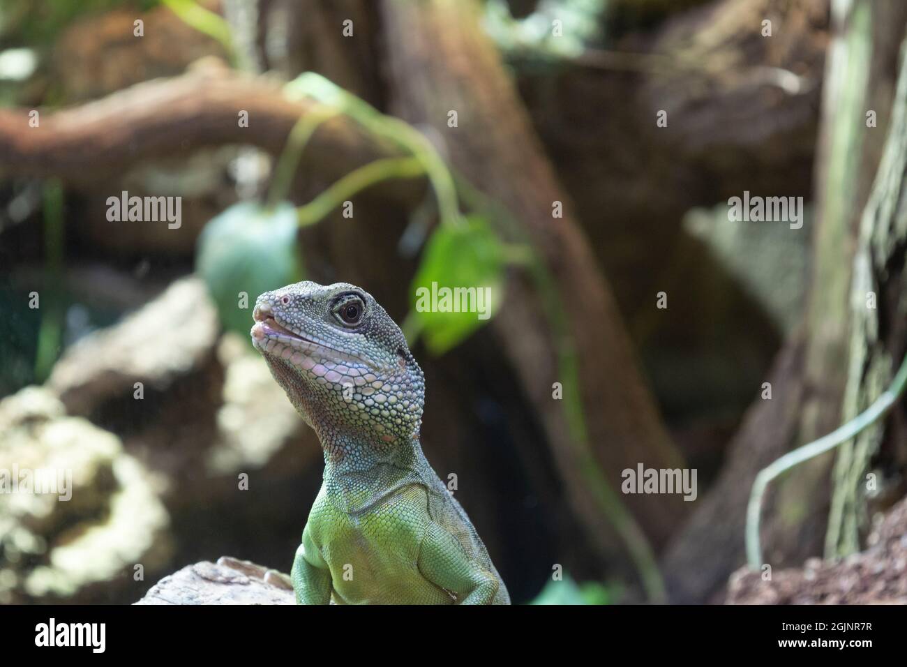 Asian water dragon hi-res stock photography and images - Alamy