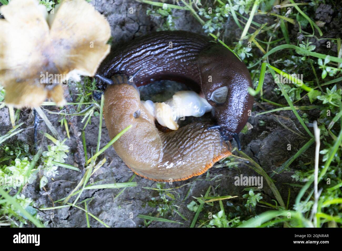 Slugs mating hi-res stock photography and images - Alamy