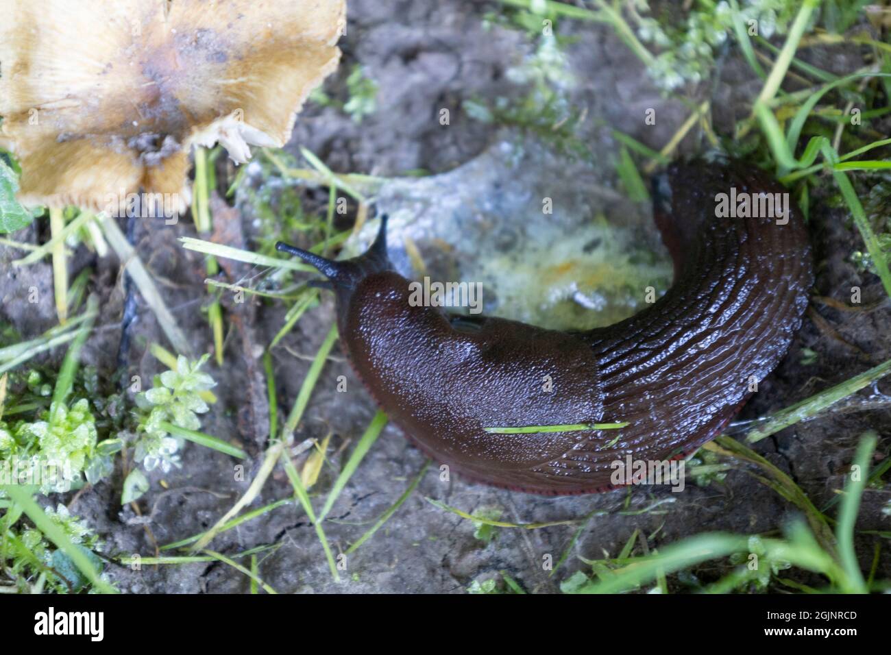 Slugs mating hi-res stock photography and images - Alamy