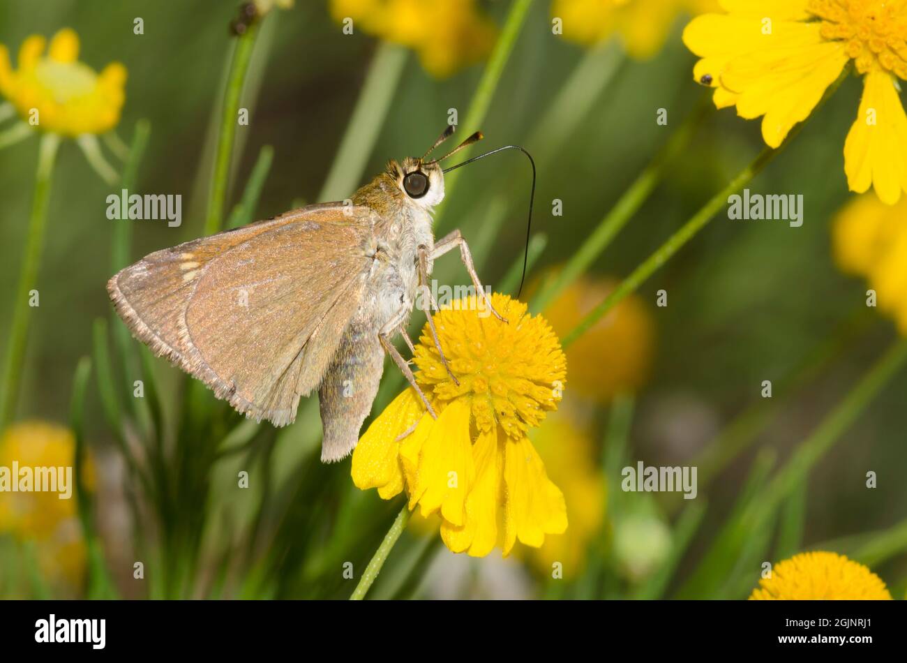Crossline Skipper, Limochores origenes, nectaring from Yellow ...