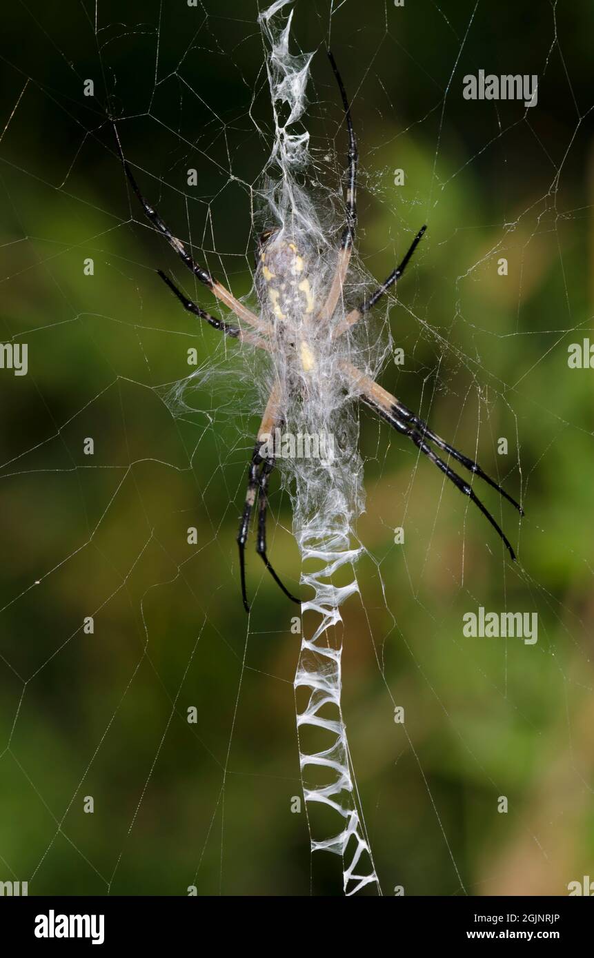 Black and Yellow Argiope, Argiope aurantia Stock Photo - Alamy