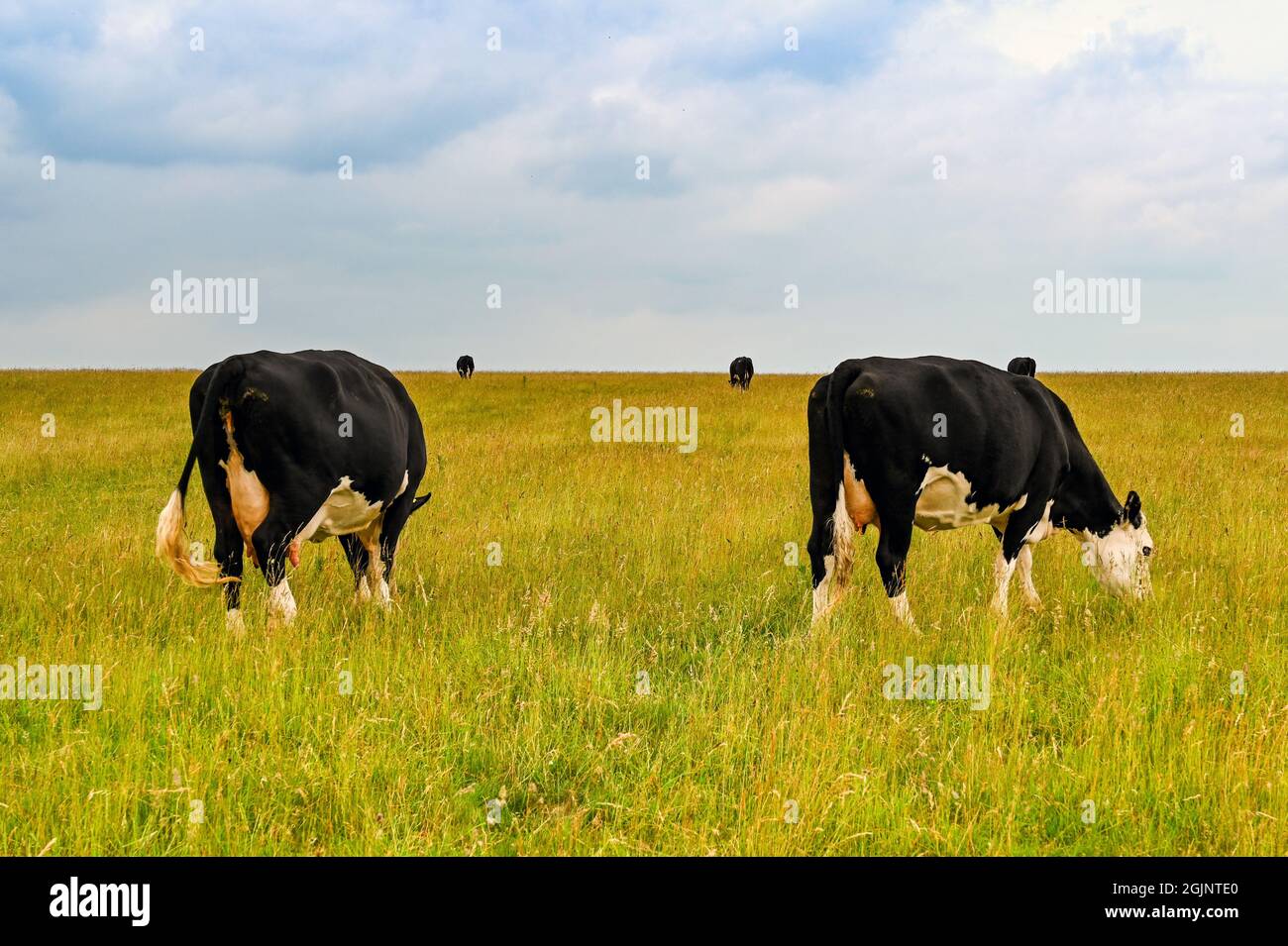 Two cows eating grass hi-res stock photography and images - Alamy
