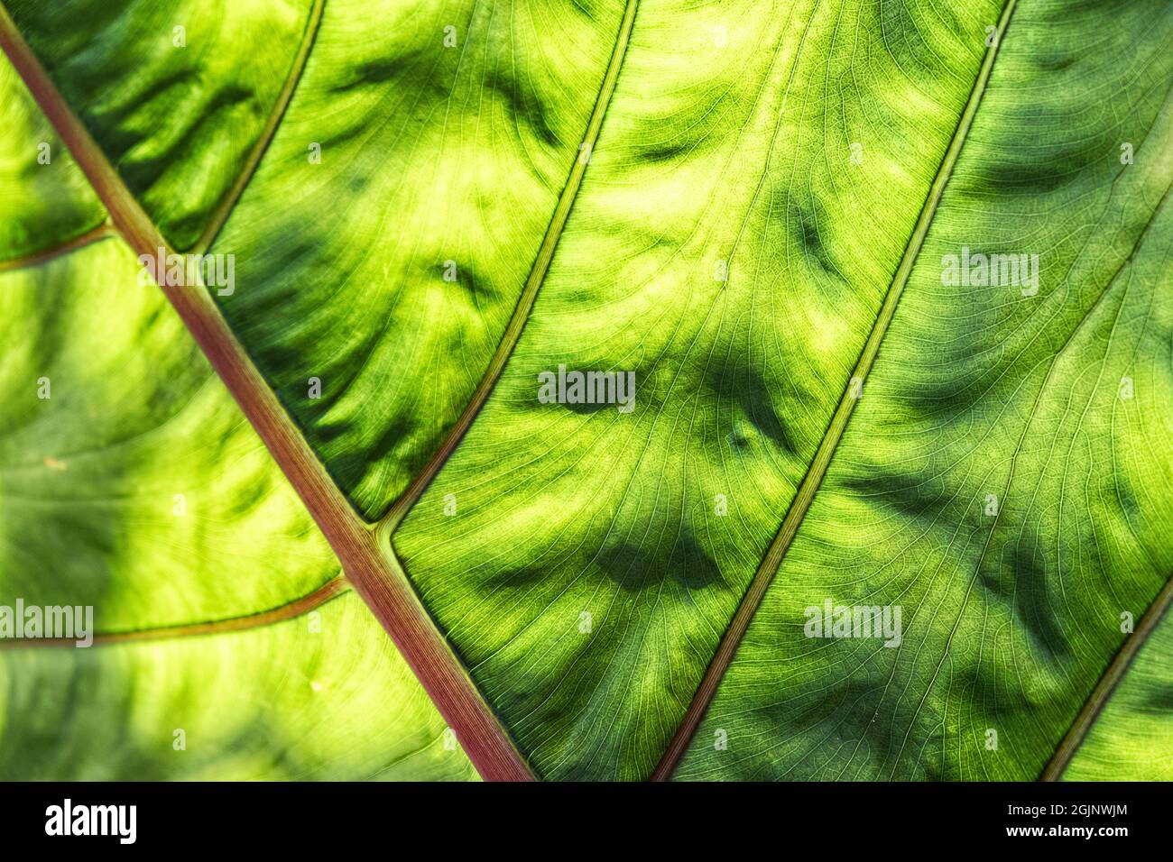 Natural background of large green tropical leaf Stock Photo - Alamy