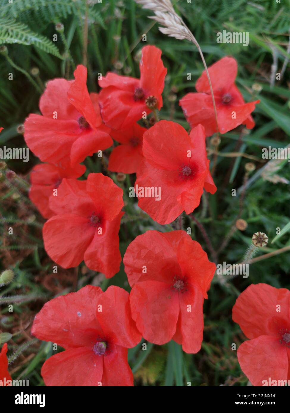 Wild red poppies in a field cornwall uk Stock Photo - Alamy