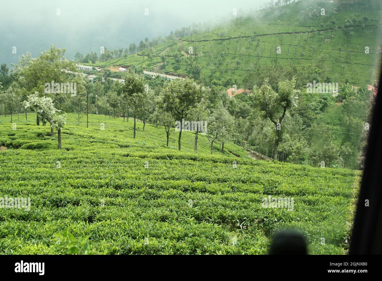 Ooty tea gardens in the Nilgiri hills Stock Photo - Alamy