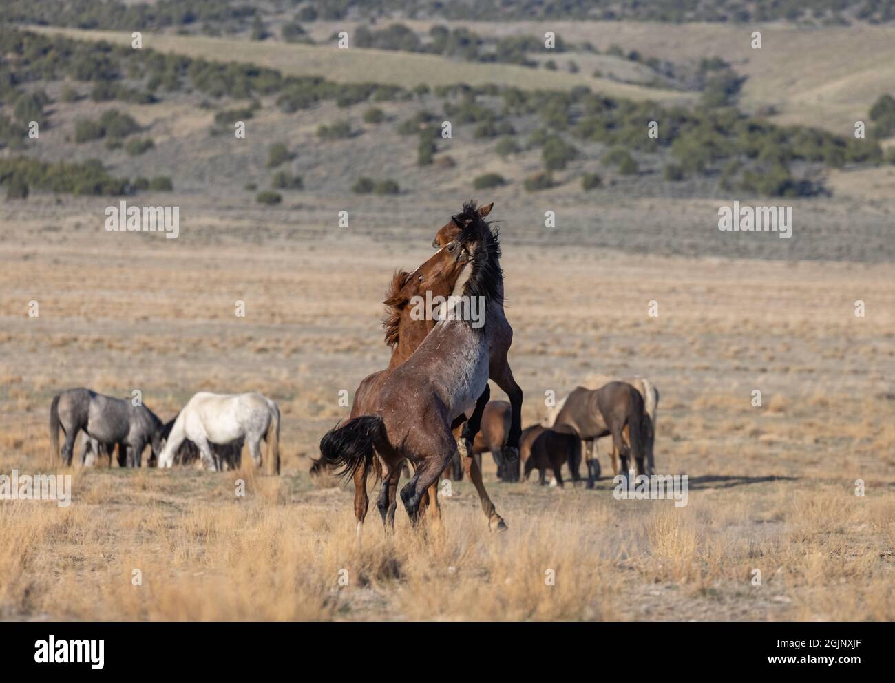 Wild Horse Stallions Fighting in the Utah Desert Stock Photo - Alamy