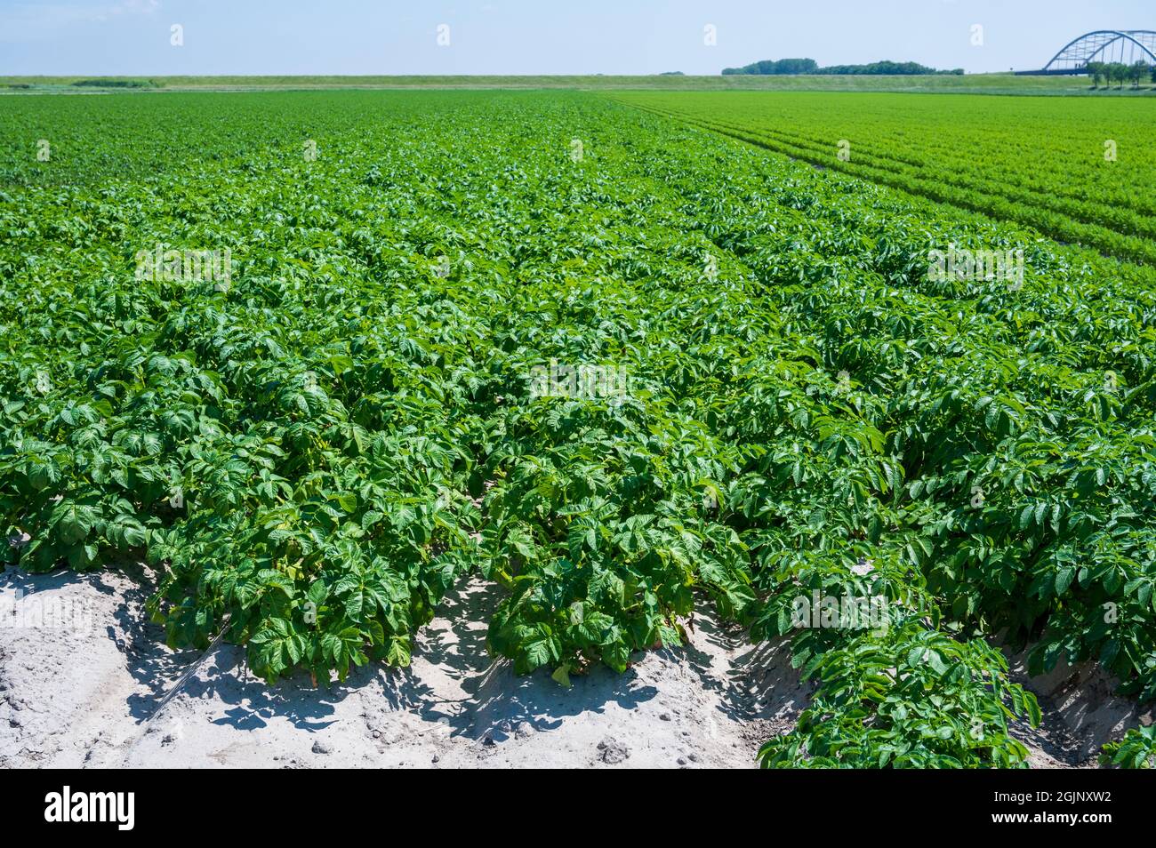 Agriculture in Netherlads, farm sandy fields with growing young potato ...