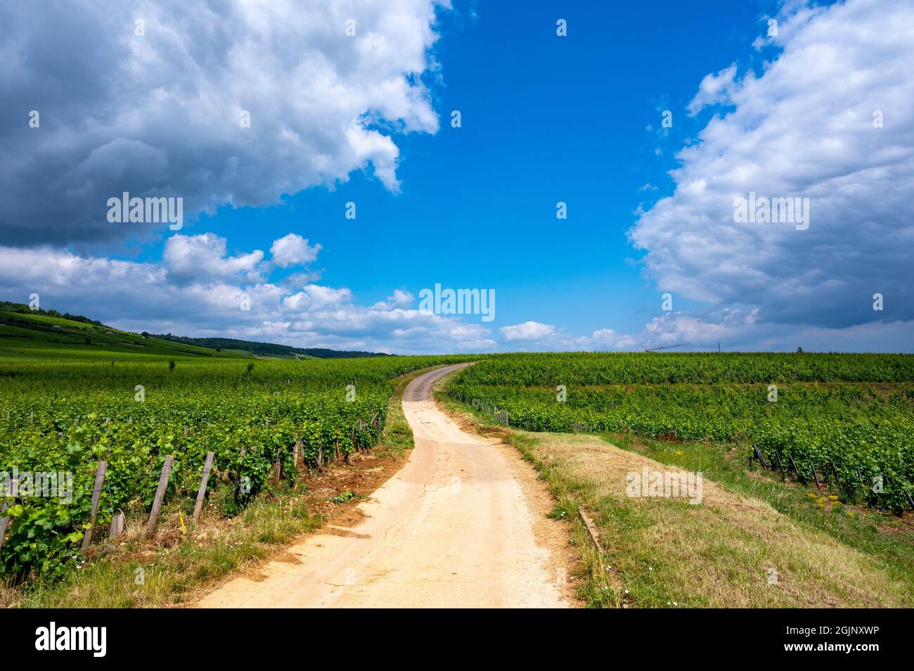 Green grand cru and premier cru vineyards with rows of pinot noir ...