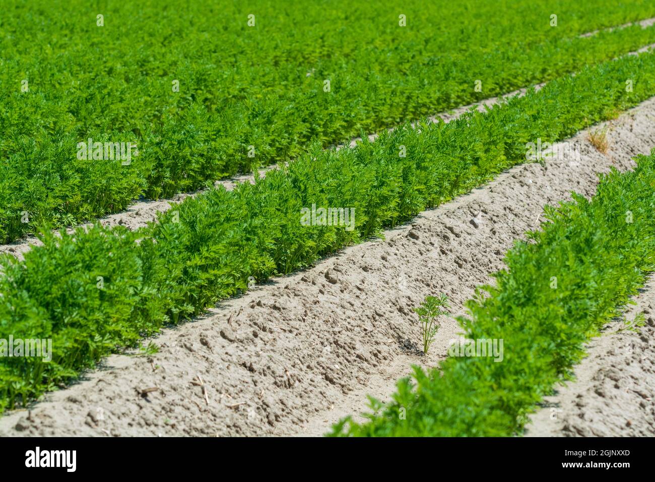 Agriculture in Netherlads, farm sandy fields with growing young carrot ...