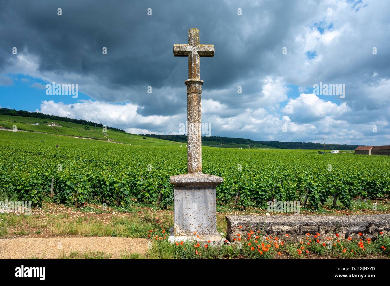Aerian view on walled green grand cru and premier cru vineyards with ...