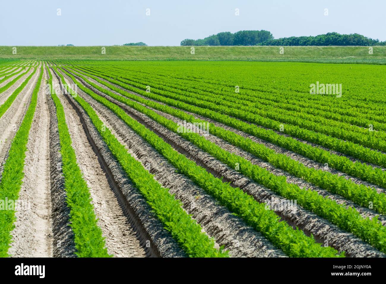 Agriculture in Netherlads, farm sandy fields with growing young carrot ...
