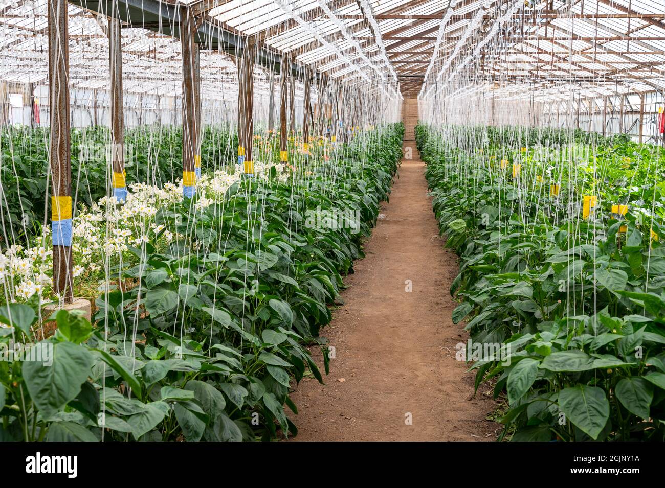 Rows of green bell peppers or paprika plants in small French greenhouse ...