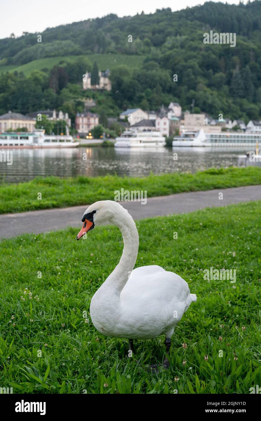 White adult swan bird grazing green grass on Mosel river with view on ...