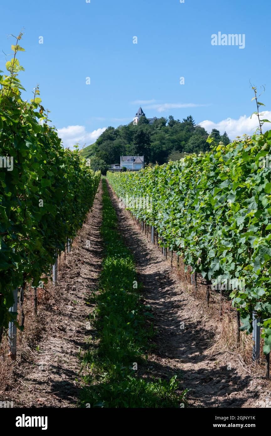 Hilly vineyards with ripening white riesling grapes in Mosel river ...