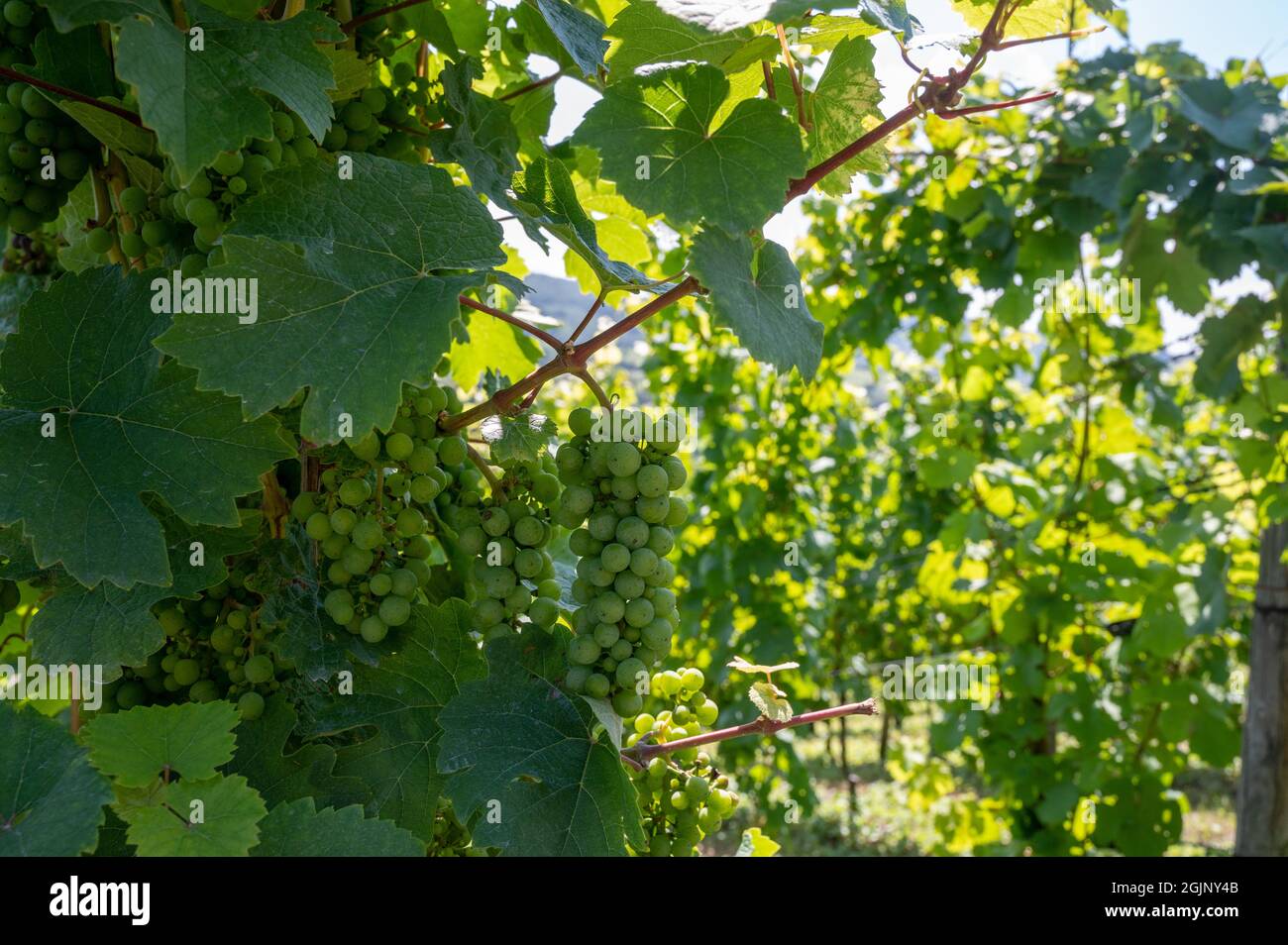 Hilly vineyards with ripening white riesling grapes in Mosel river ...