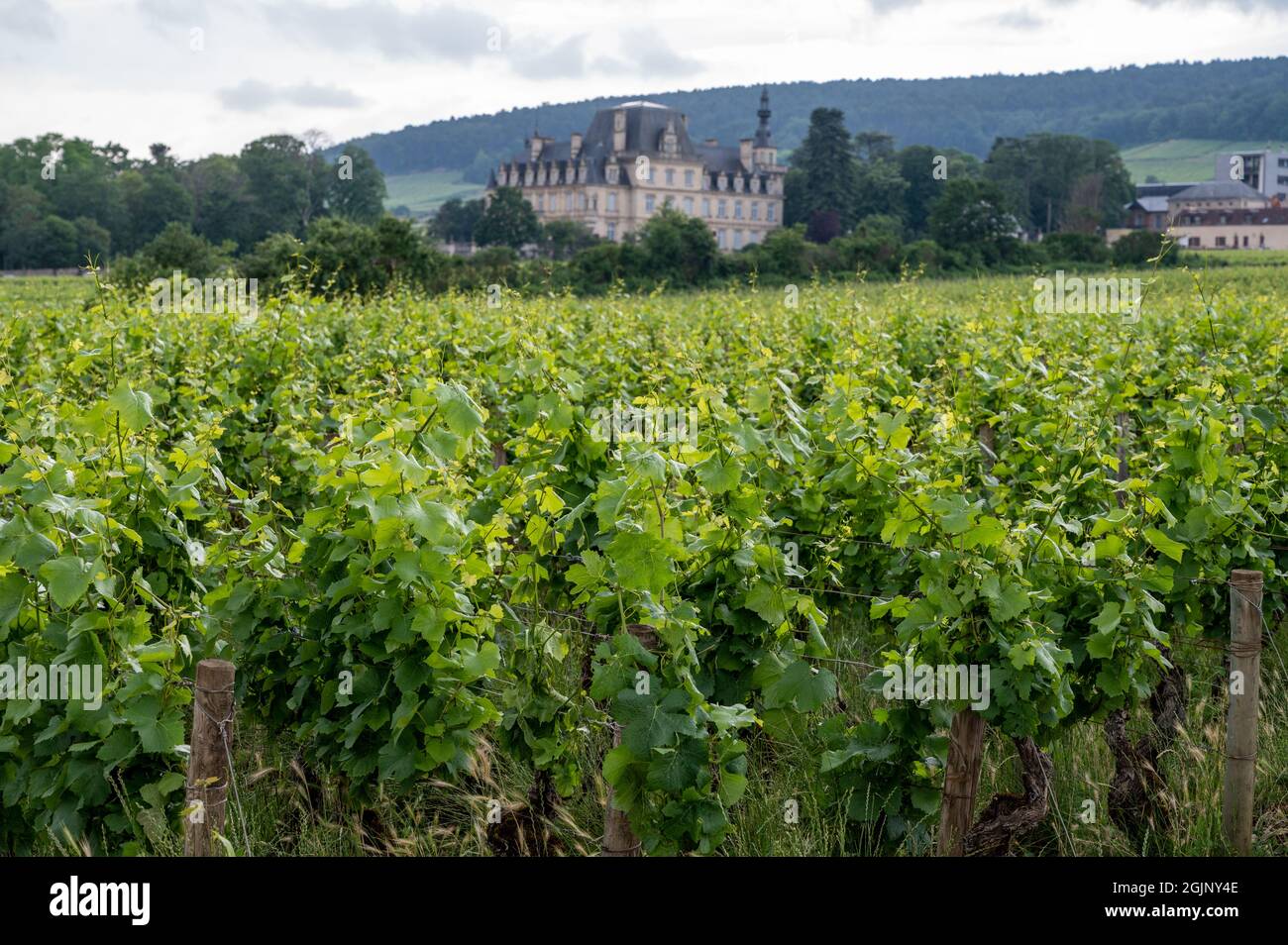 Green grand cru and premier cru vineyards with rows of pinot noir ...