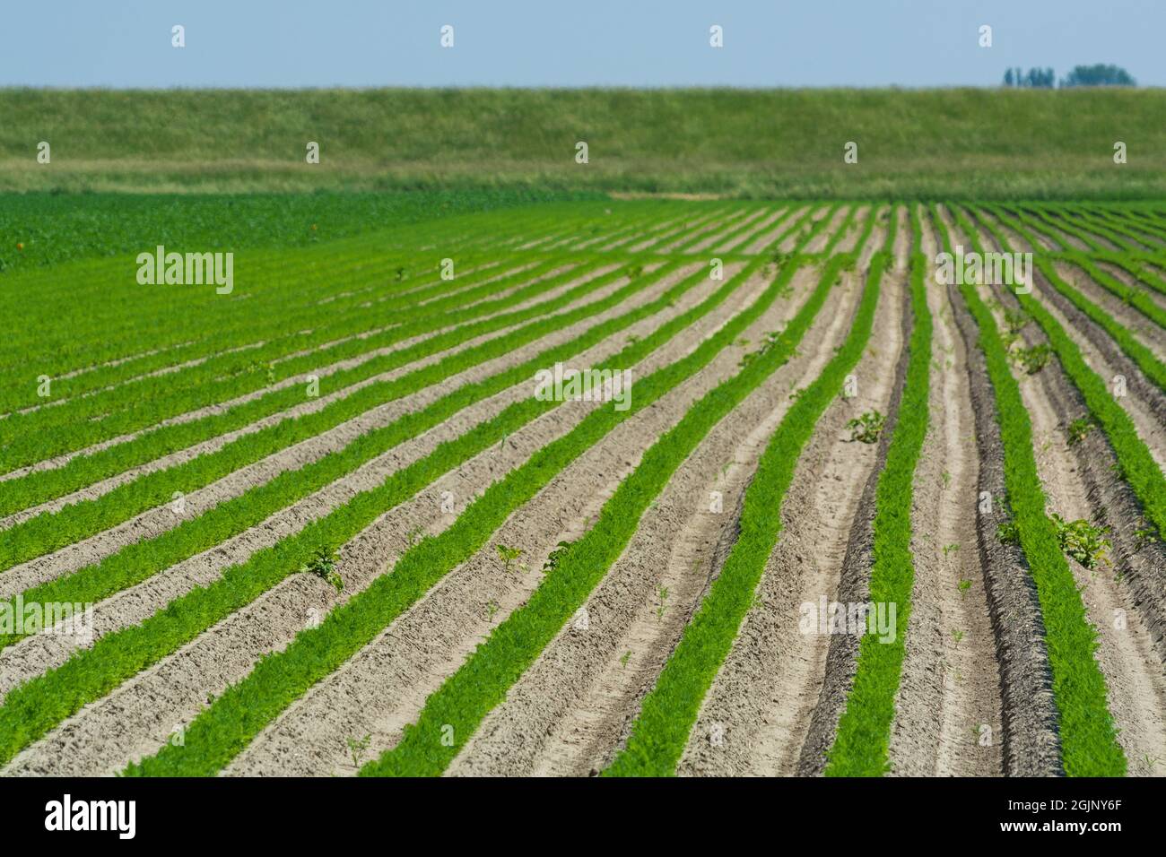 Agriculture in Netherlads, farm sandy fields with growing young carrot ...