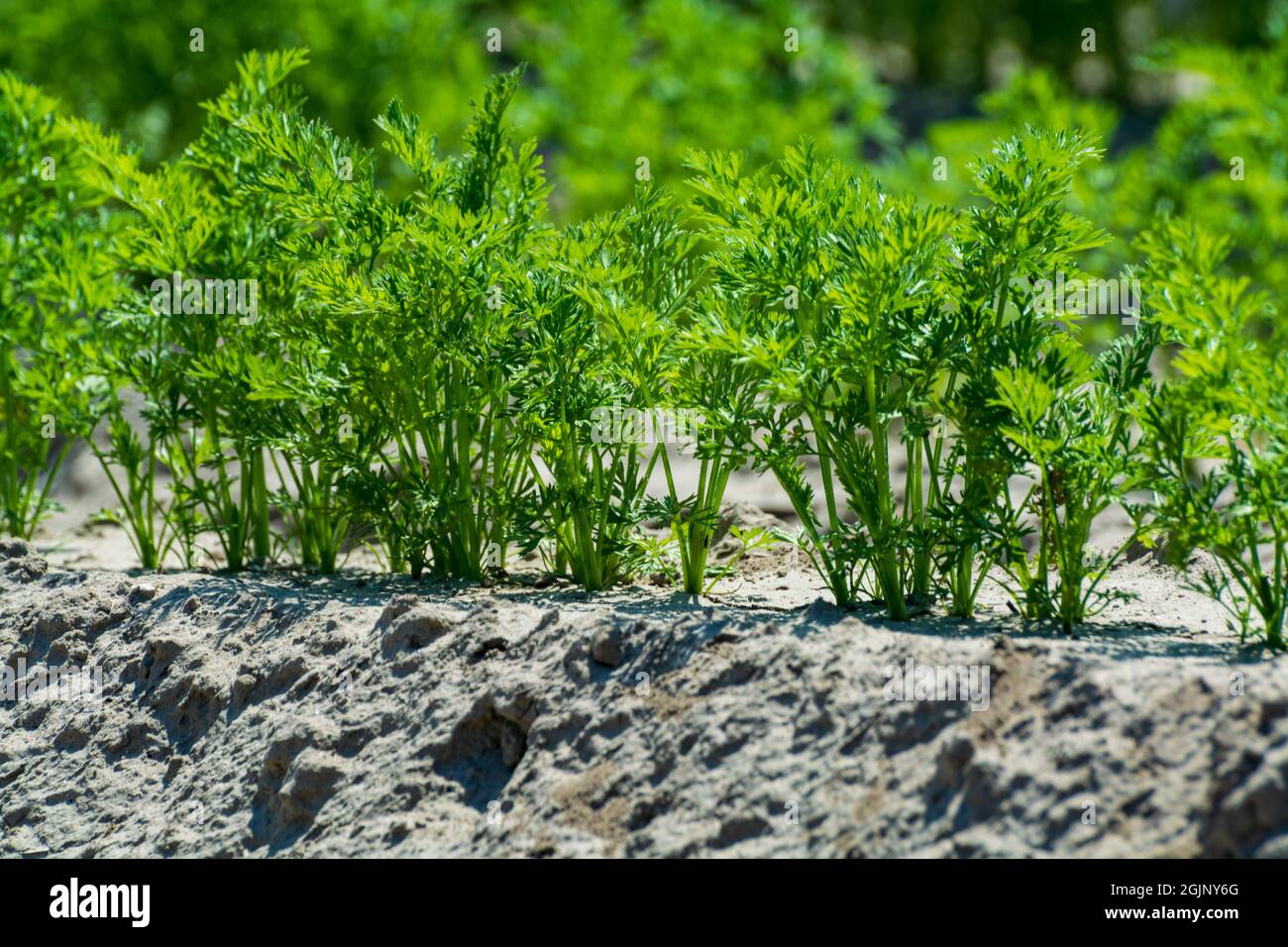 Agriculture in Netherlads, farm sandy fields with growing young carrot ...