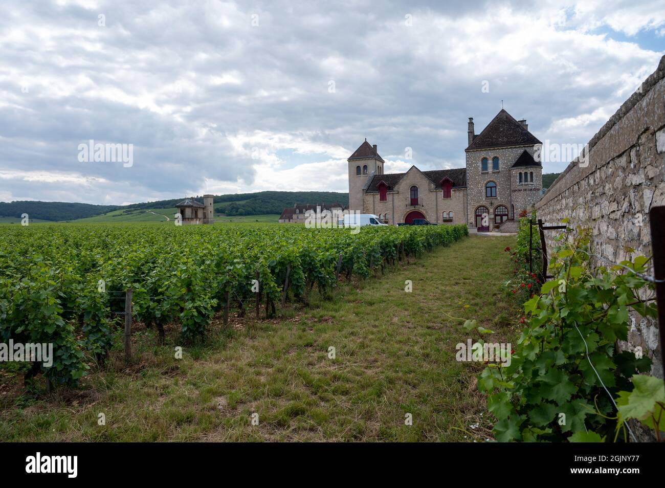 Green walled grand cru and premier cru vineyards with rows of pinot ...