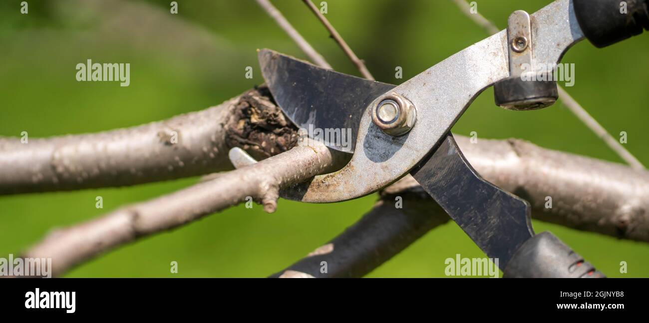 A gardener is cutting tree branches with a big pruner Stock Photo - Alamy