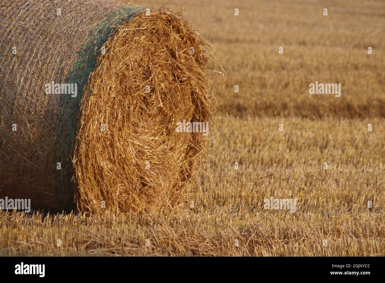 Swiss rolls of hay hi-res stock photography and images - Alamy