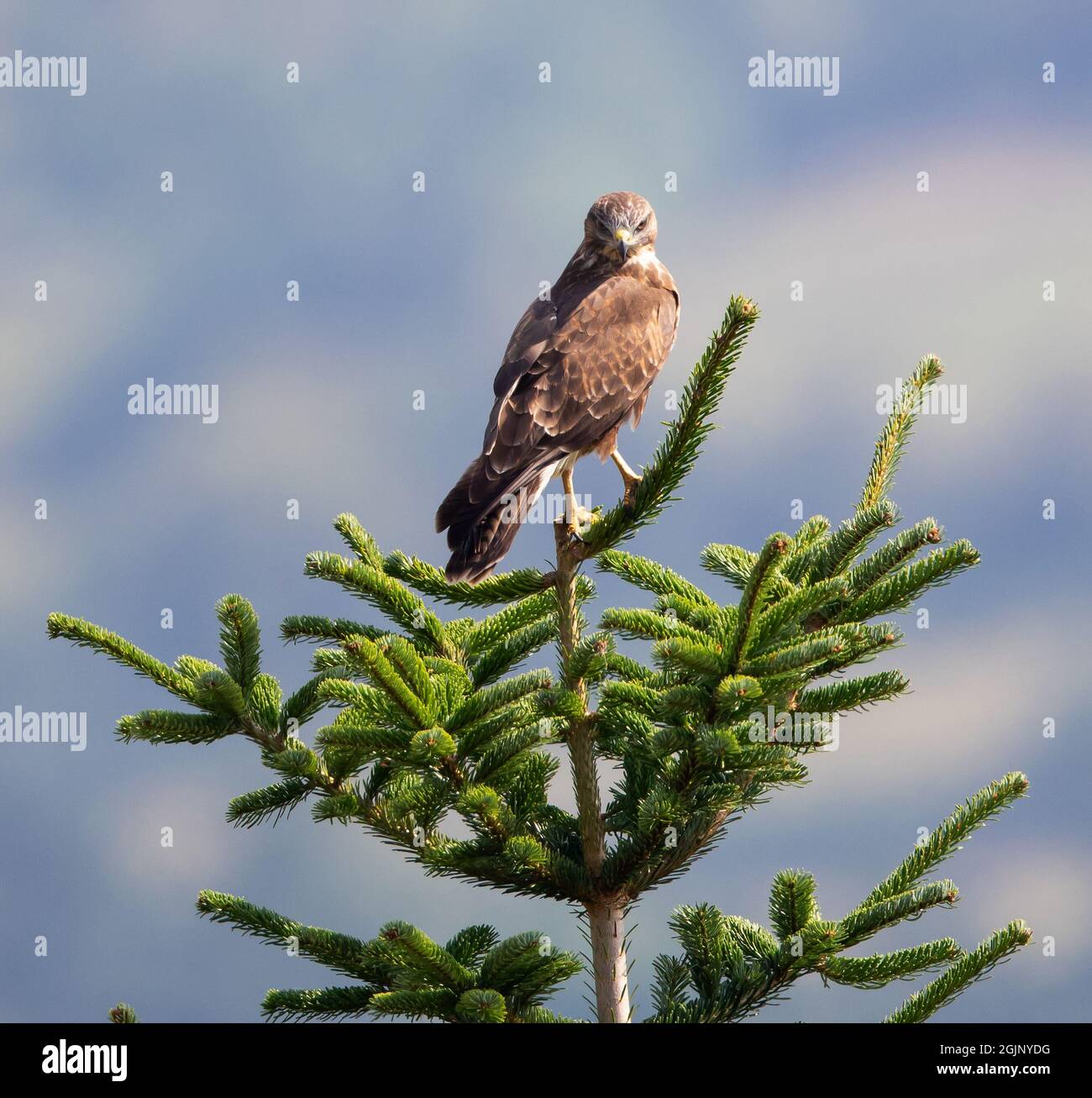 Common buzzard raptor bird hi-res stock photography and images - Alamy