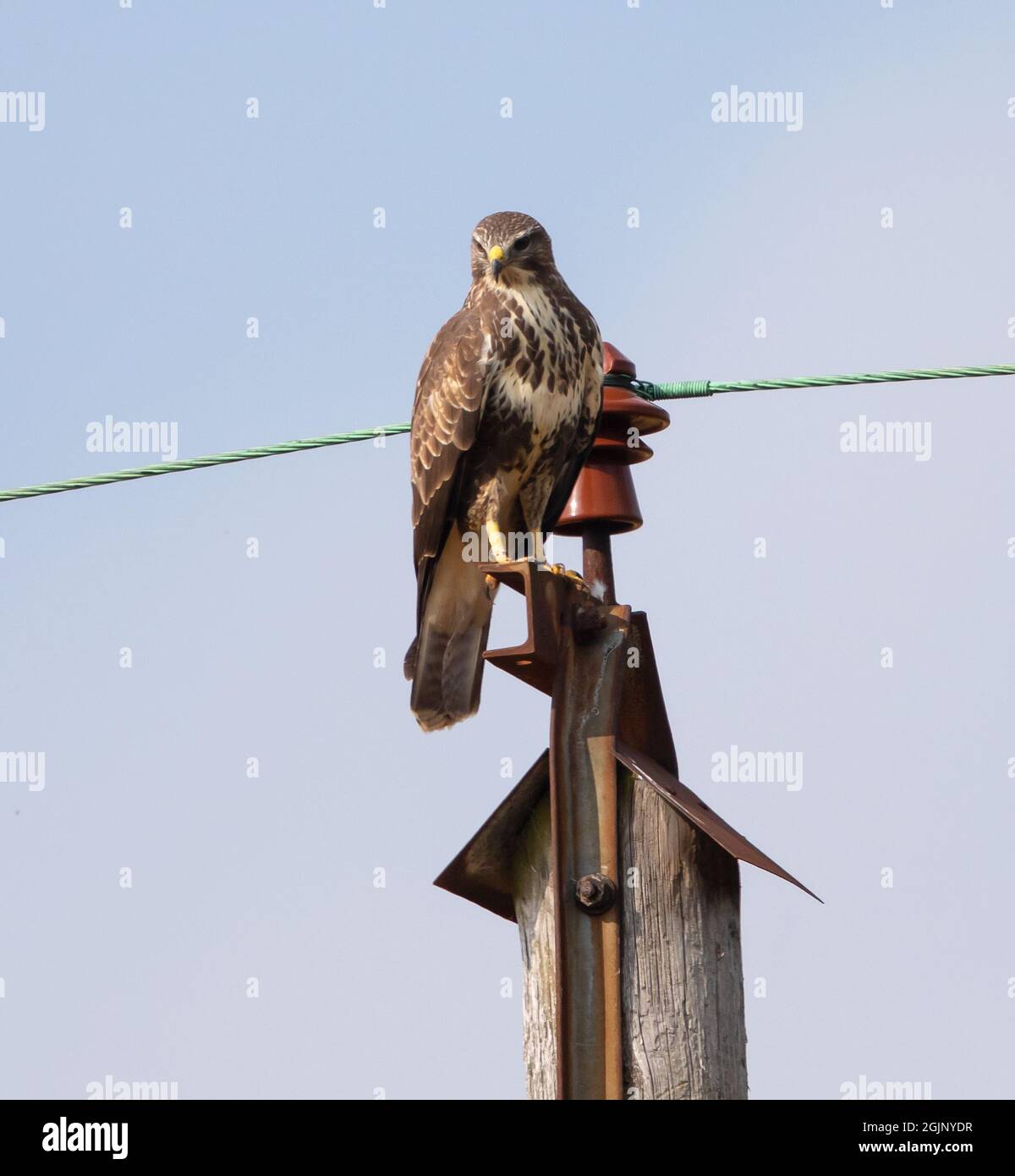 Common buzzard raptor bird hi-res stock photography and images - Alamy