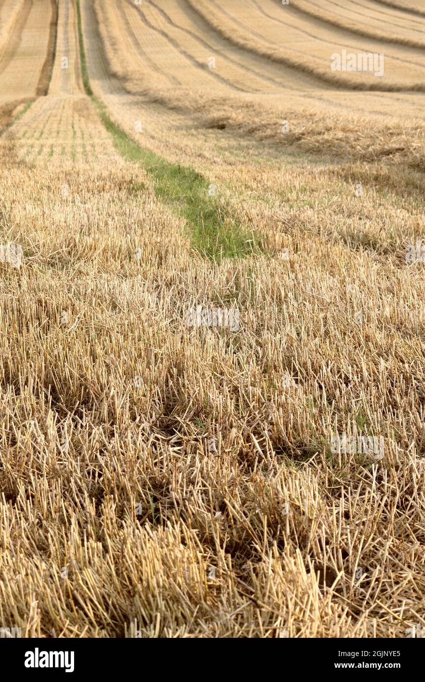 Harvest fields in close up Stock Photo - Alamy