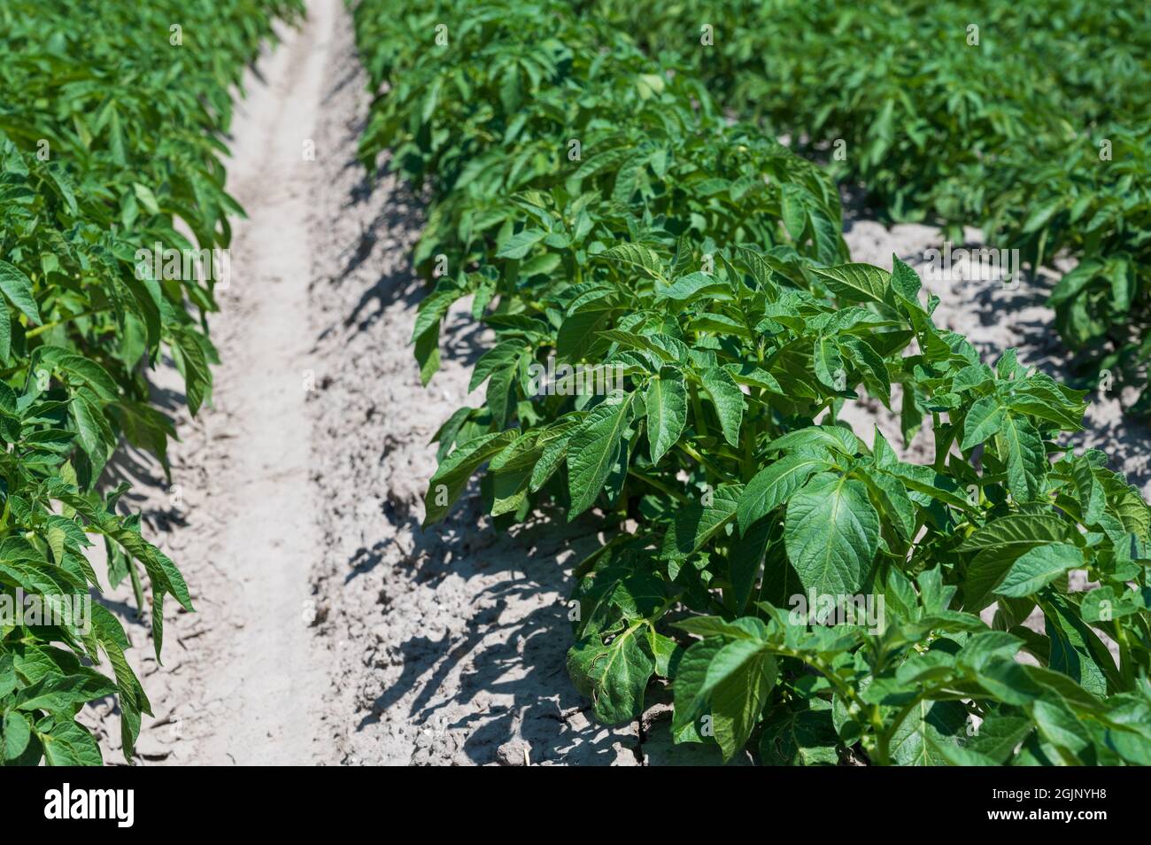 Agriculture in Netherlads, farm sandy fields with growing young potato ...