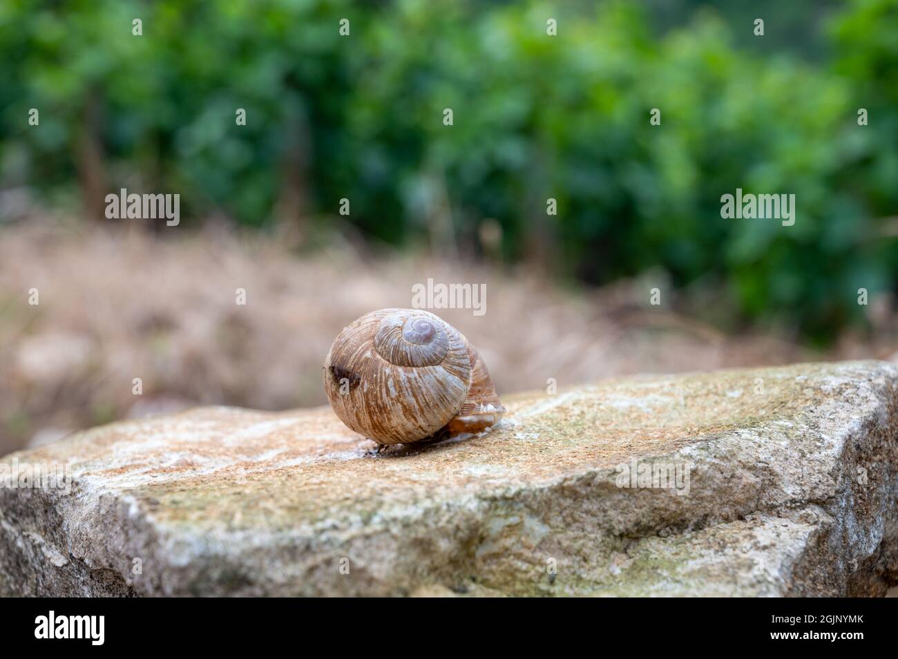French cuisine, big tasty edible land snails escargot growing on ...