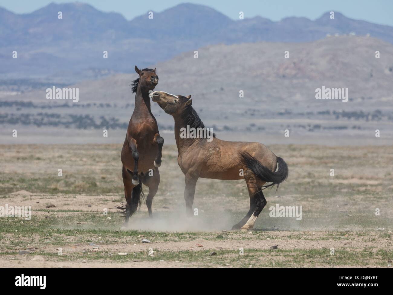 Wild Horse Stallions Fighting in the Utah Desert Stock Photo - Alamy