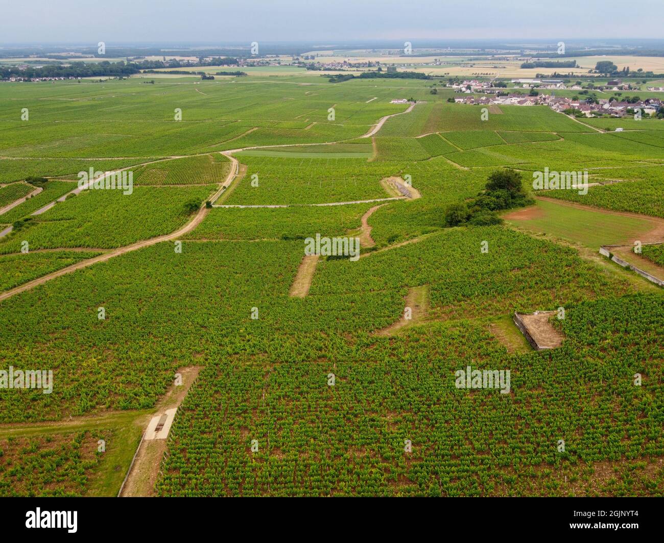 Aerian view on green grand cru and premier cru vineyards with rows of ...