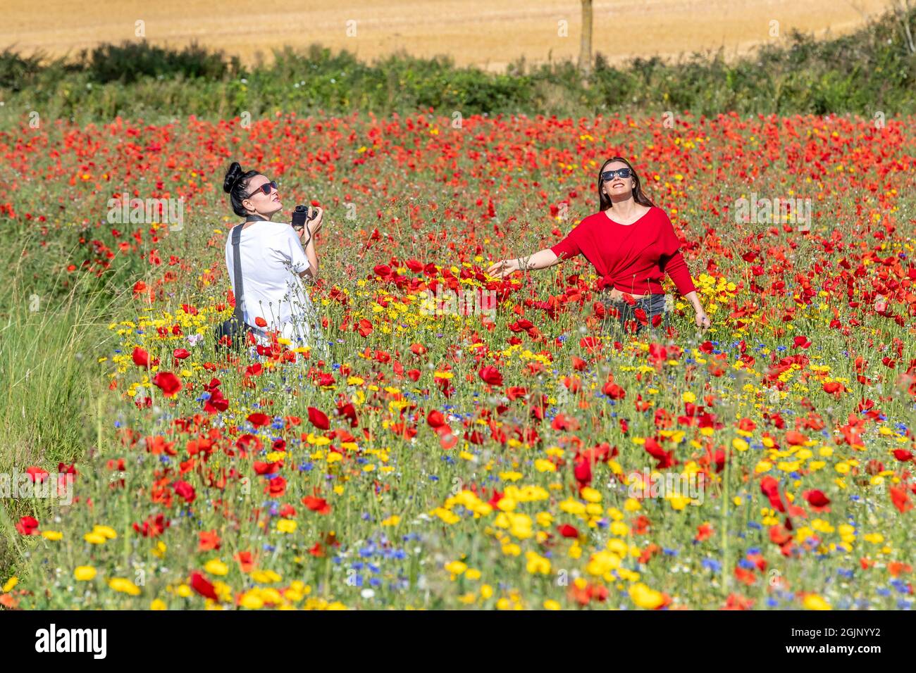 Creaton, Northamptonshre, UK. Weather. 11th September 2021. Wild flower ...