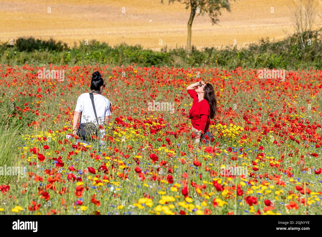 Creaton, Northamptonshre, UK. Weather. 11th September 2021. Wild flower ...