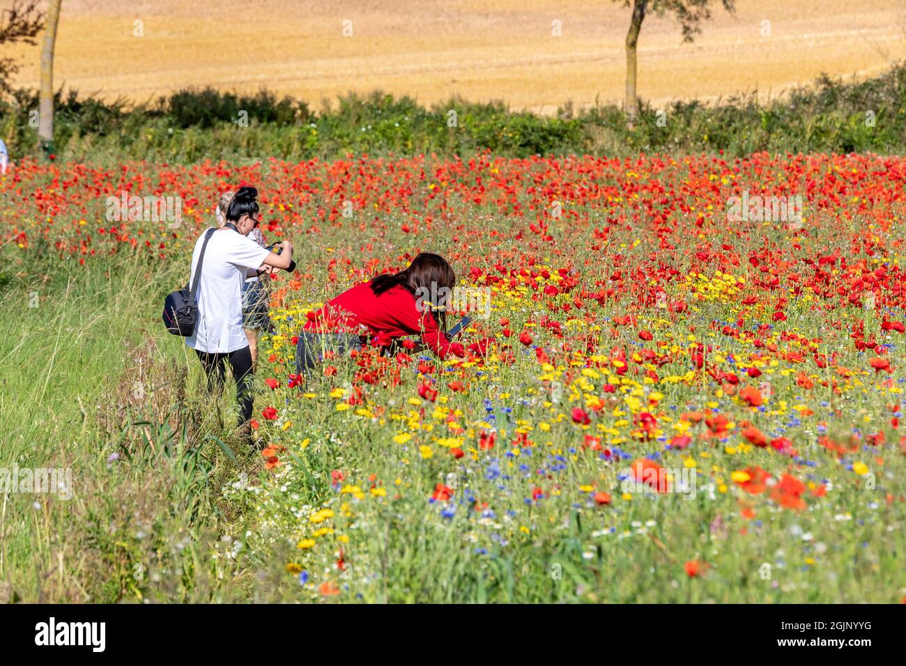 Creaton, Northamptonshre, UK. Weather. 11th September 2021. Wild flower ...