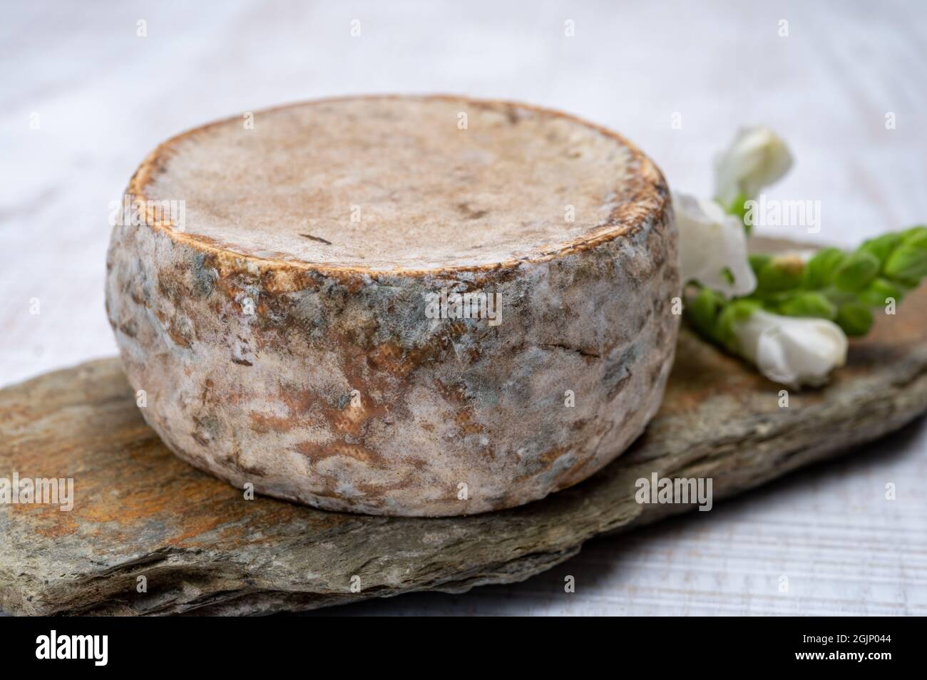 Cheese collection, matured cow cheese with mold tommette de savoie from ...