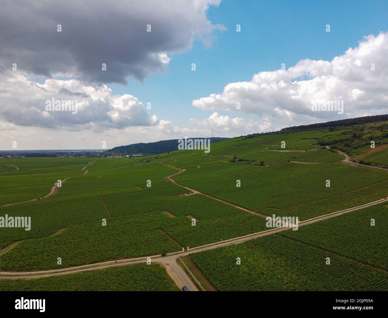Aerian view on green grand cru and premier cru vineyards with rows of ...