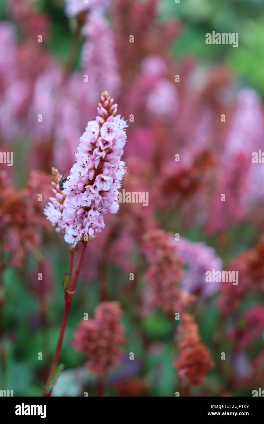 Pink flowers growing in garden Stock Photo - Alamy