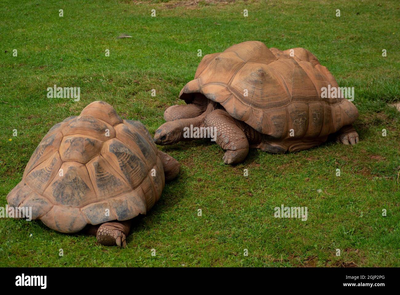 Two tortoises at Paignton Zoo, Devon Stock Photo - Alamy