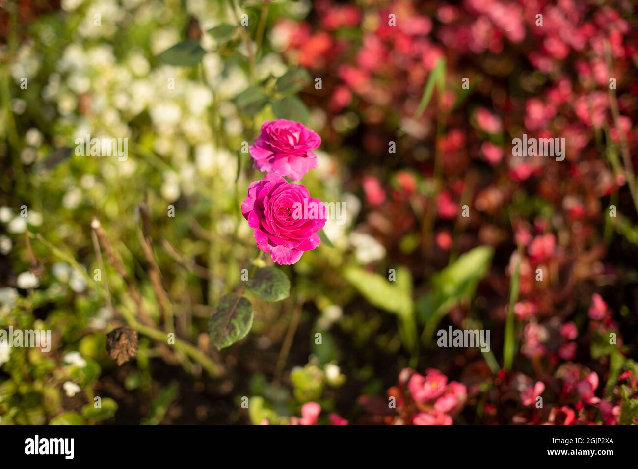 Summer flower buds hi-res stock photography and images - Alamy