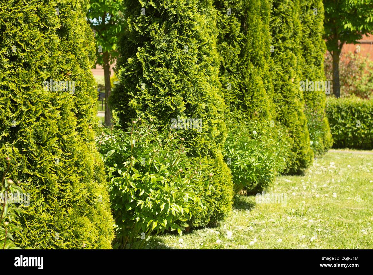 Pines in the park. Spruce plants in the garden. Trees lined up in a row ...
