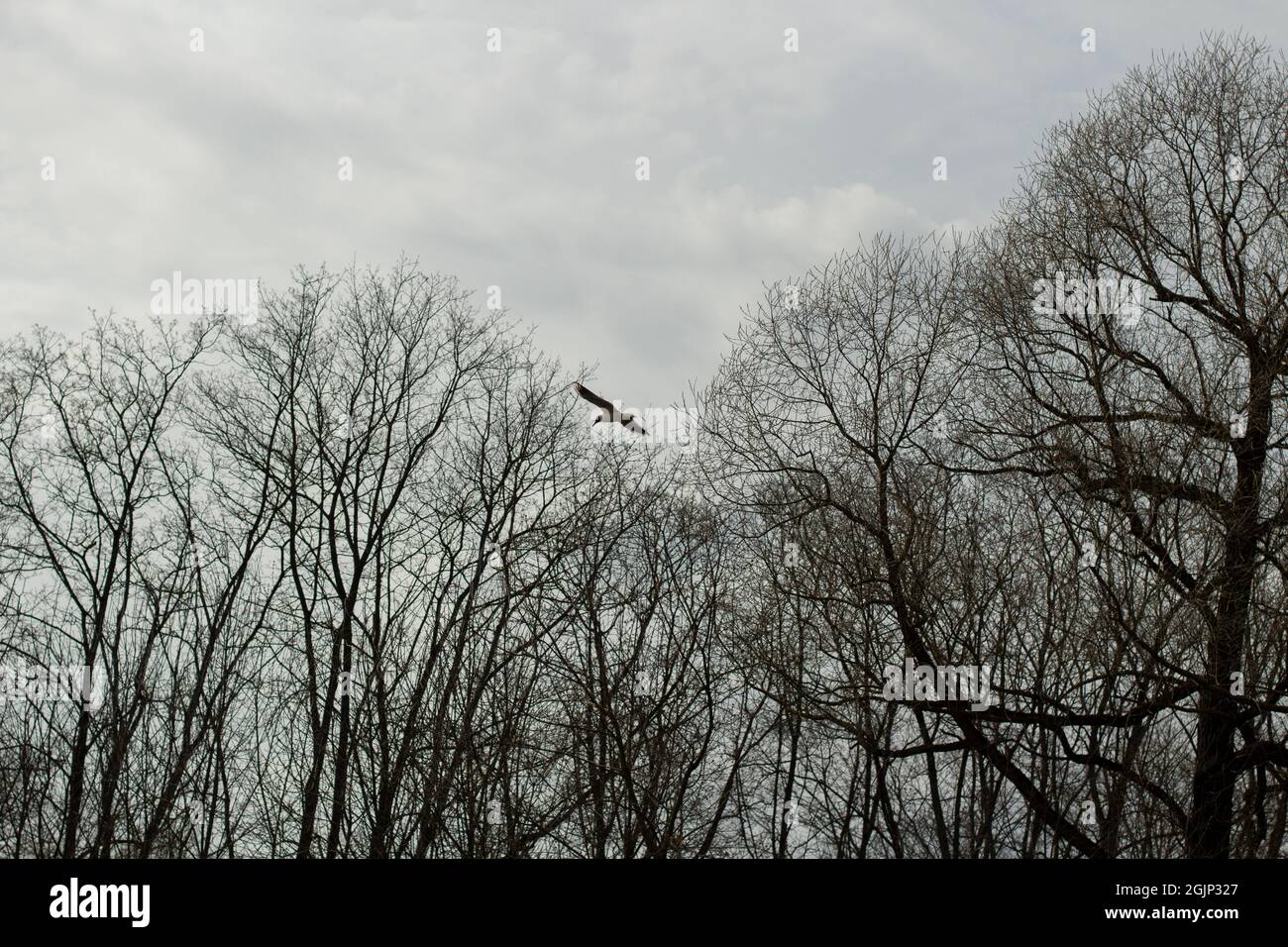 The bird flies over the trees. A raven hovers over the forest. A large ...