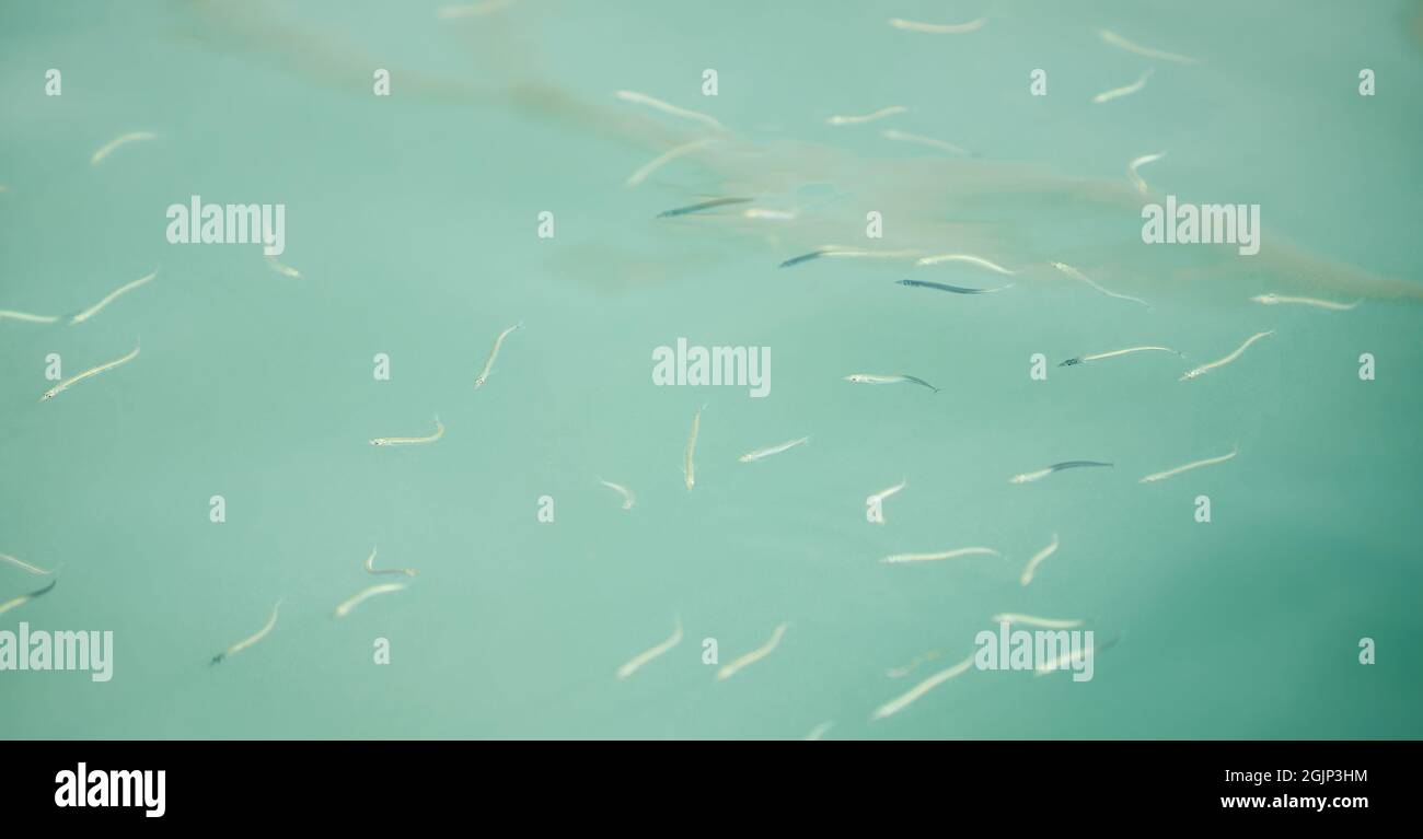 Small sandeel fishes in sea water Stock Photo - Alamy