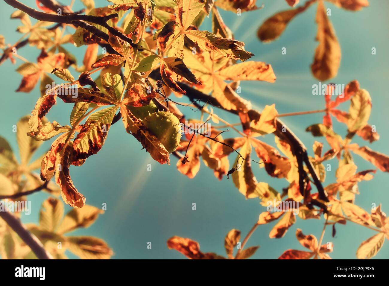 Autumn leaves in the golden September sun. Aesculus hippocastanum ...