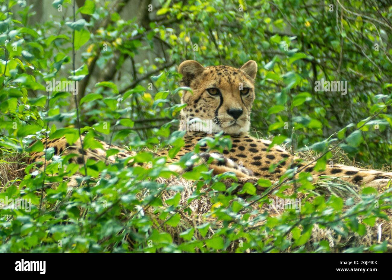 Cheetah resting at Paignton Zoo, Devon Stock Photo - Alamy