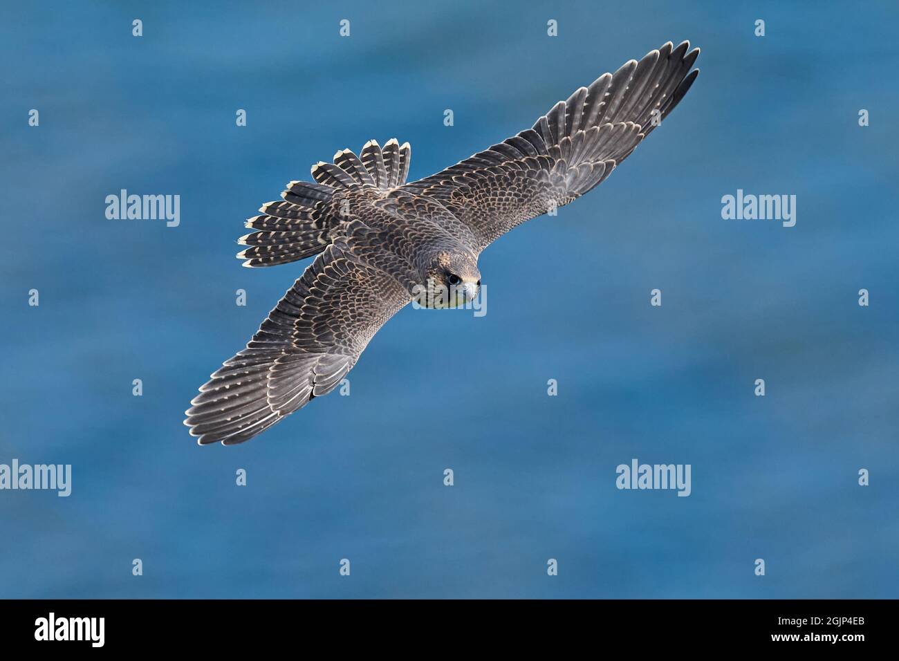 Peregrine falcon (Falco peregrinus) in its natural enviroment in ...